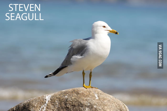 Steven Seagull - 9GAG