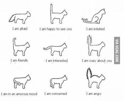 Cat mood chart - 9GAG