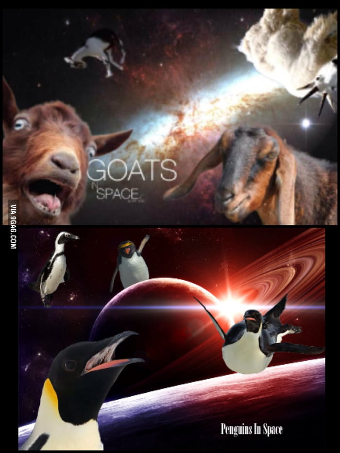 I see your goats in space and raise you penguins in space - 9GAG