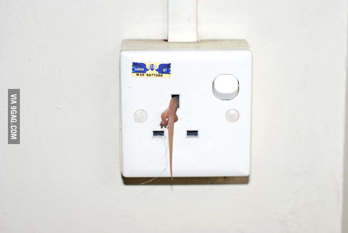A lizard electrocuted itself today, must have been a breakup - 9GAG