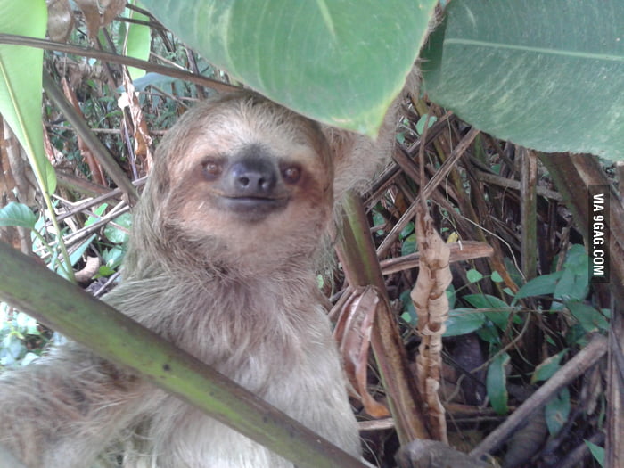 Self pic sloth - 9GAG