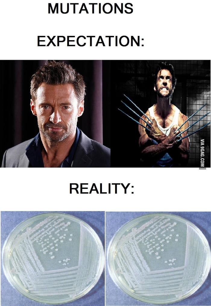 Studying Molecular Biology - 9GAG