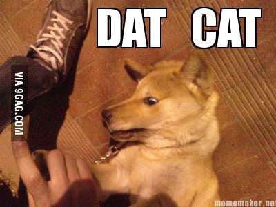 DAT CAT - 9GAG