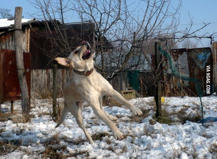 Rigid dog is rigid! - 9GAG