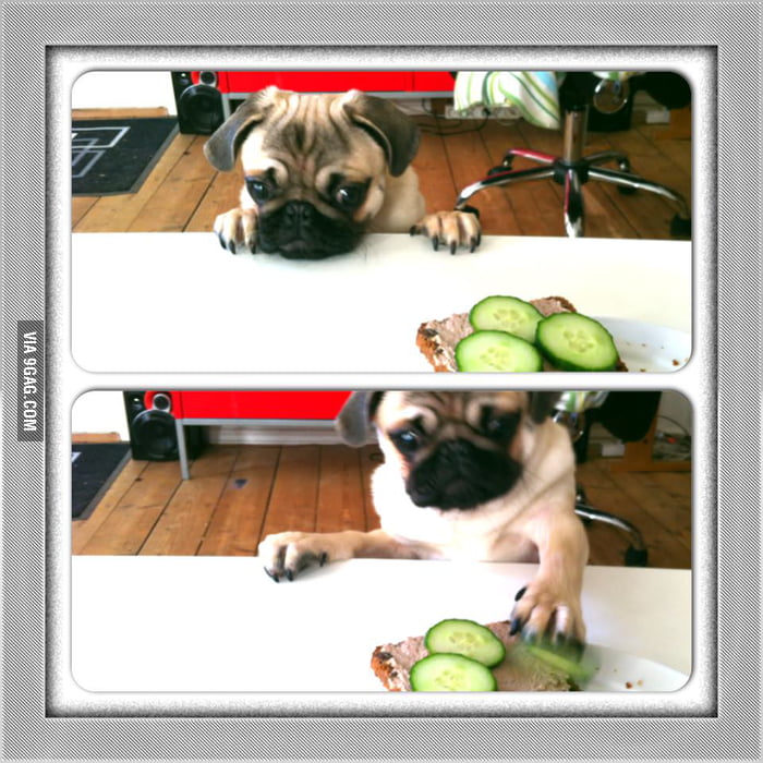 Bad pug! - 9GAG