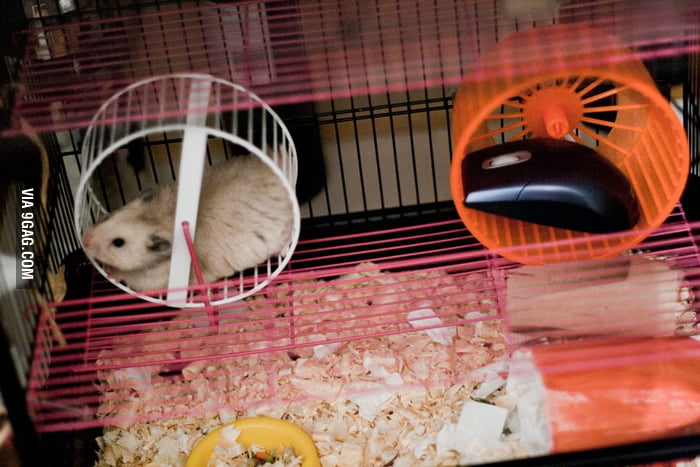 Hamster vs. Mouse - 9GAG