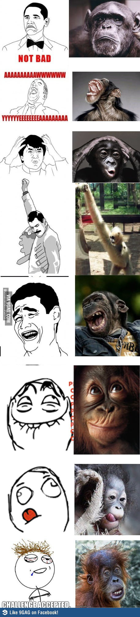 Monkey rage faces - 9GAG