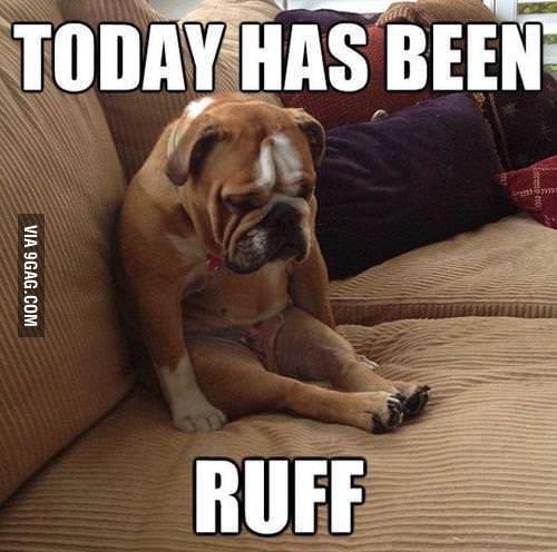 Ruff day - 9GAG