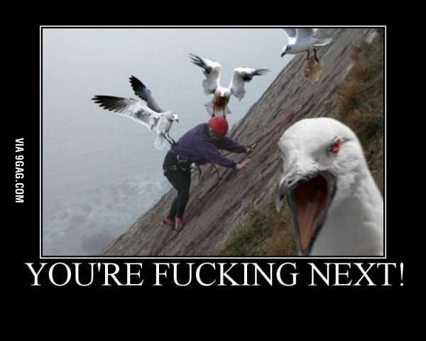 Angry Birds IRL - 9GAG