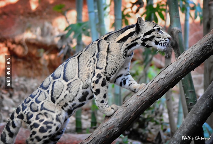The Clouded Leopard - 9GAG