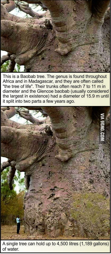 Not a normal tree - 9GAG