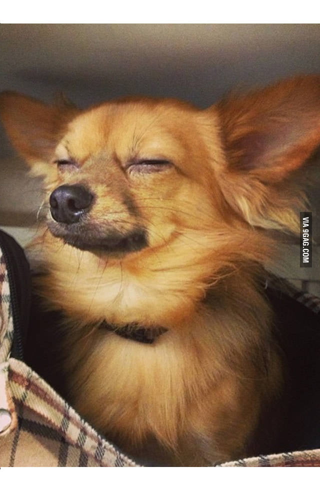 My dog is never sure of anything. - 9GAG