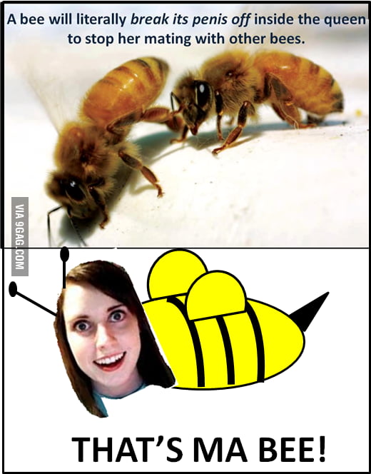 OVERLY ATTACHED BEE - 9GAG