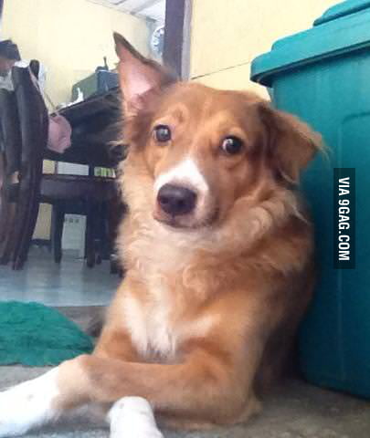 Most interesting dog in da hood! - 9GAG