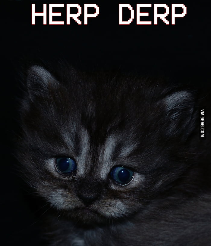 Kitten herp derp - 9GAG