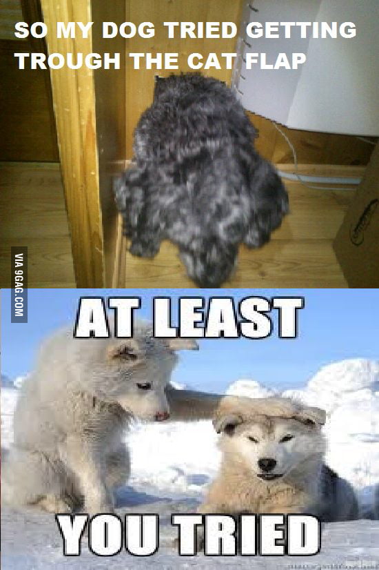 LIKE MASTER LIKE MAN ... ahm... DOG. - 9GAG