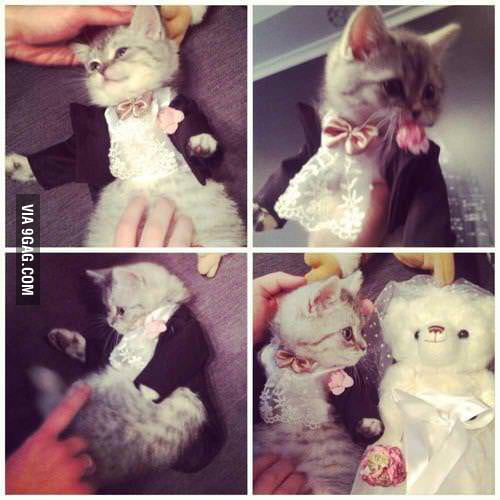 Dat cat... - 9GAG