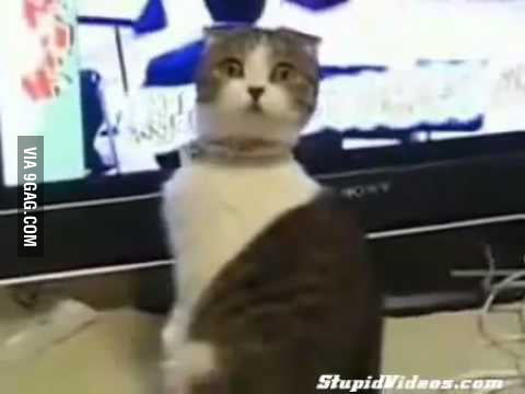 Tension cat - 9GAG