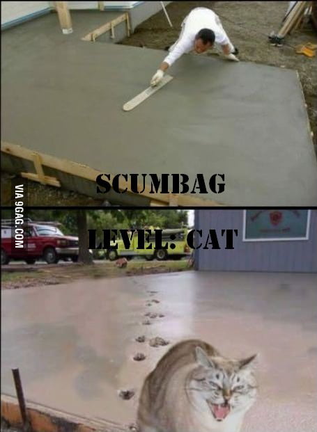 Scumbag cat - 9GAG