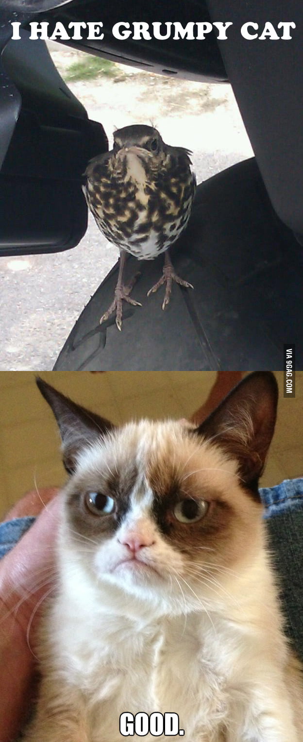 Grumpy bird... - 9GAG