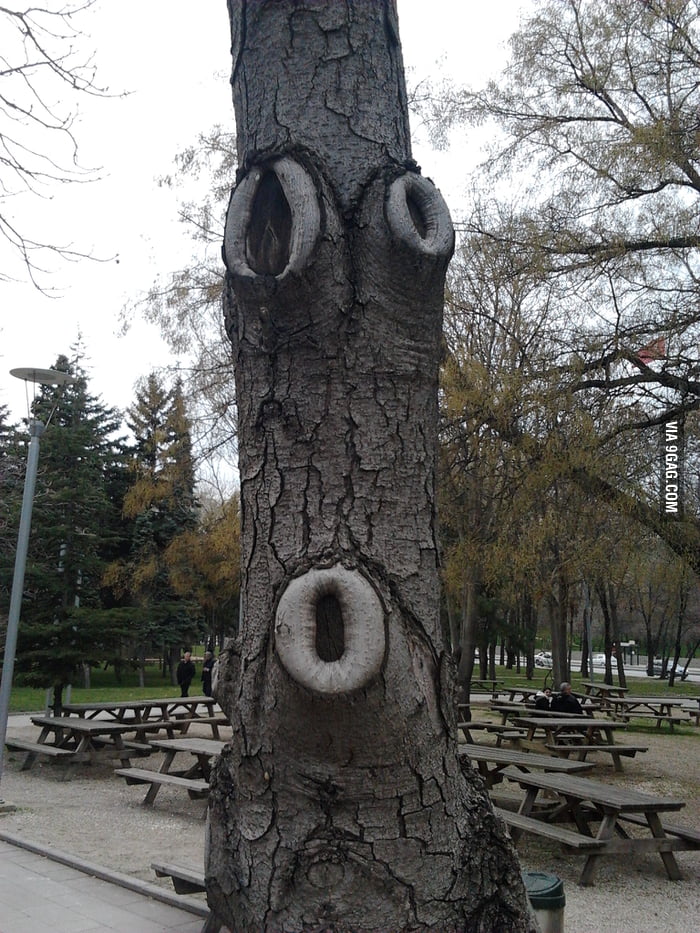 Derp Tree - 9GAG