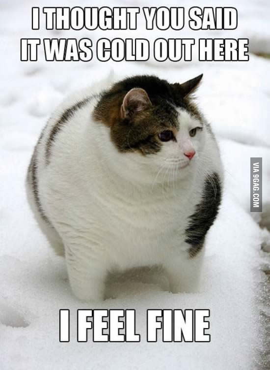 Warm kitty , soft kitty , little bar of fur - 9GAG