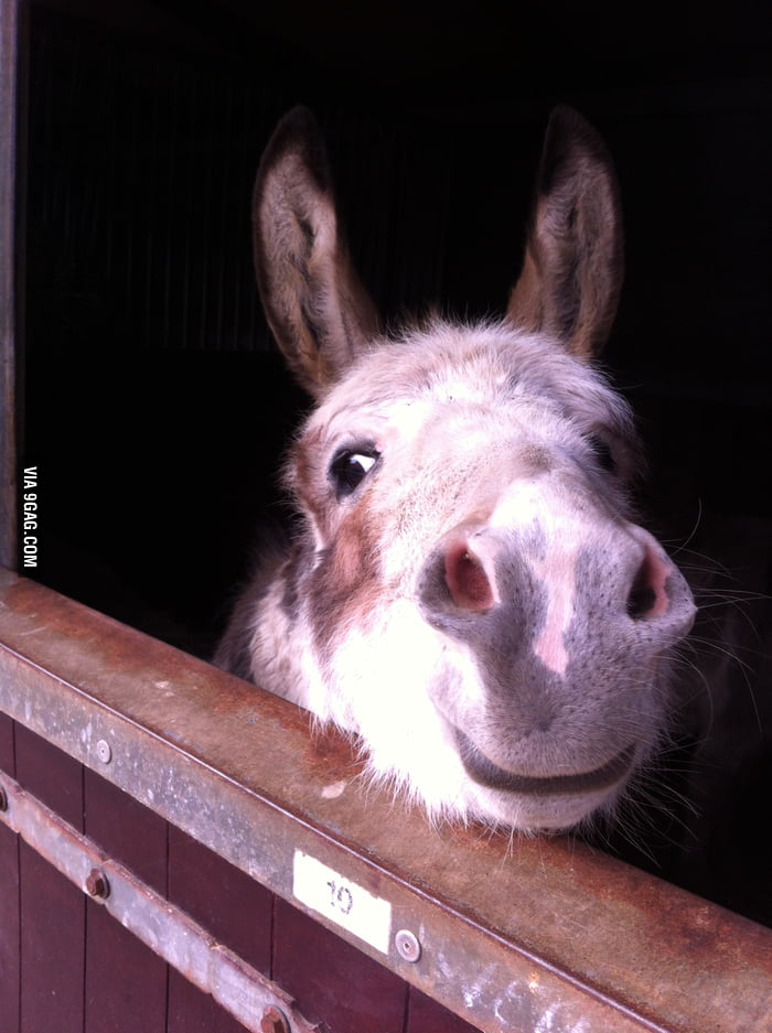 Happy donkey is happy - 9GAG