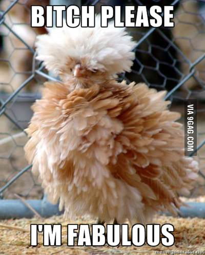 Fabulous chicken being fabulous - 9GAG