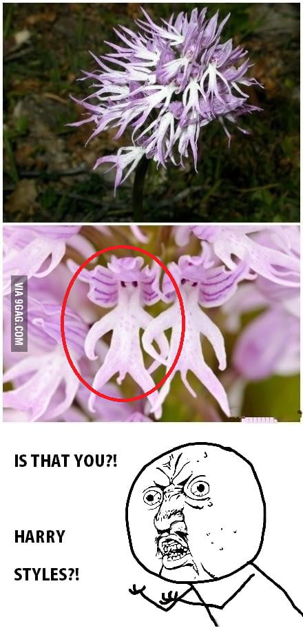 Is that you?! Harry Styles?! - 9GAG