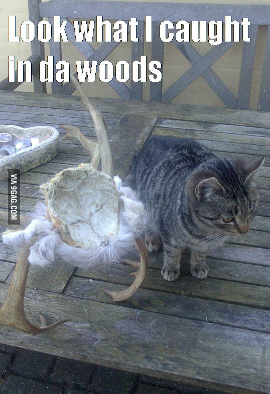 Killer kitty - 9GAG