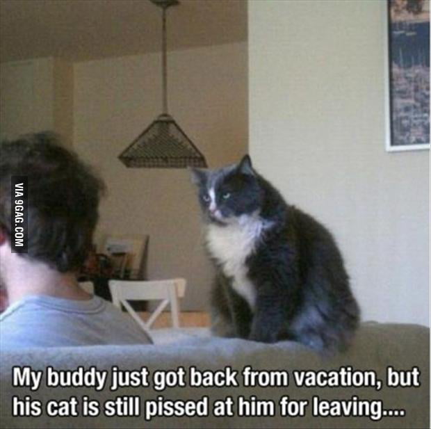 Never leave your cat alone! - 9GAG