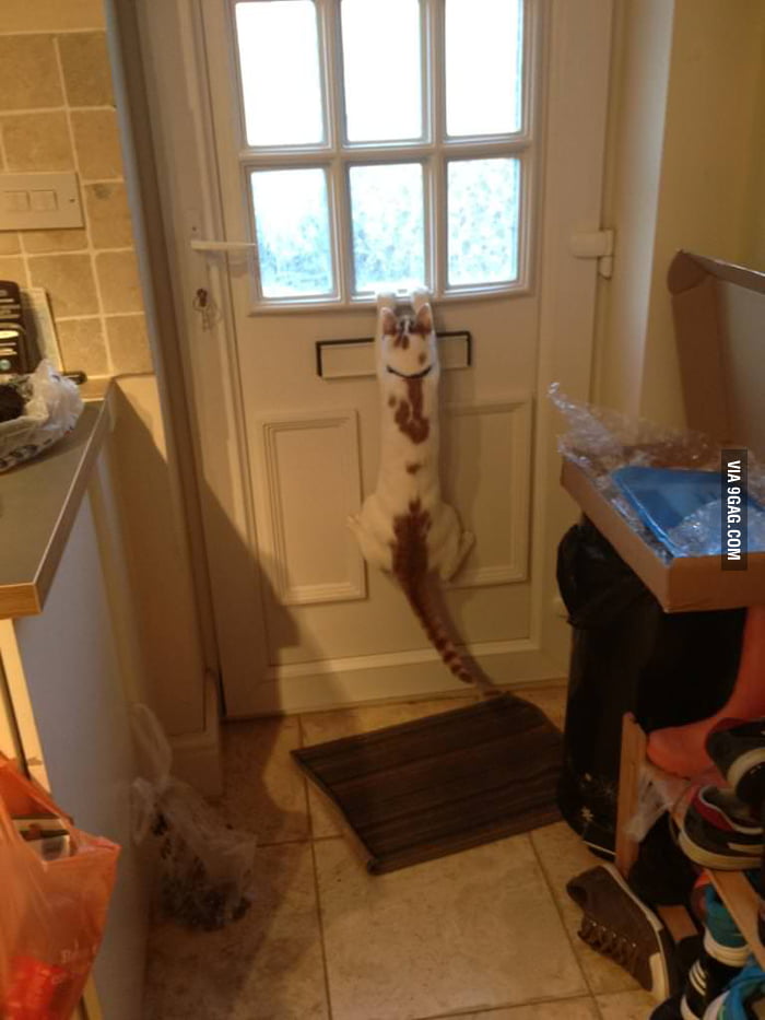I Think My Cat Wants To Go Outside 9GAG i-think-my-cat-wants-to-go-outside-9gag