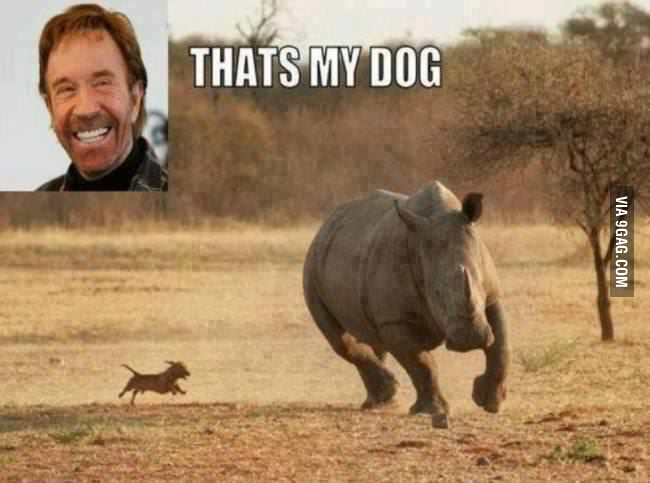 Chuck Norris' Dog - 9GAG