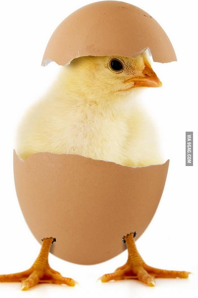 The chiken now - 9GAG