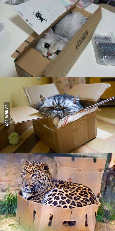 Cats.... - 9GAG