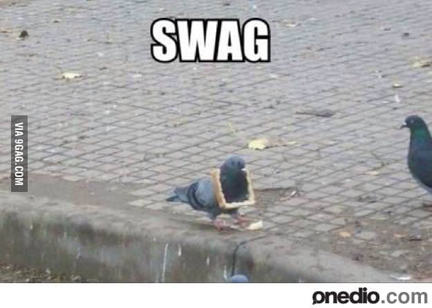 That pigeon's got swag. - 9GAG