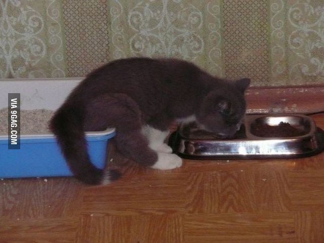 Multitasking cat - 9GAG