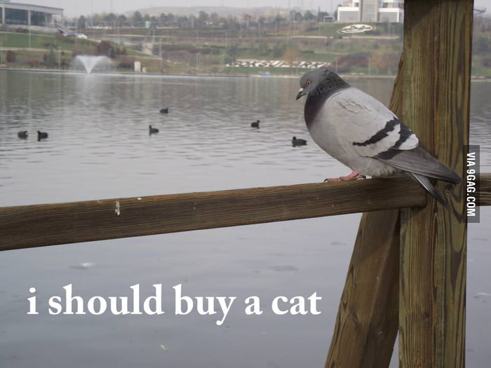 Thinking pigeon - 9GAG