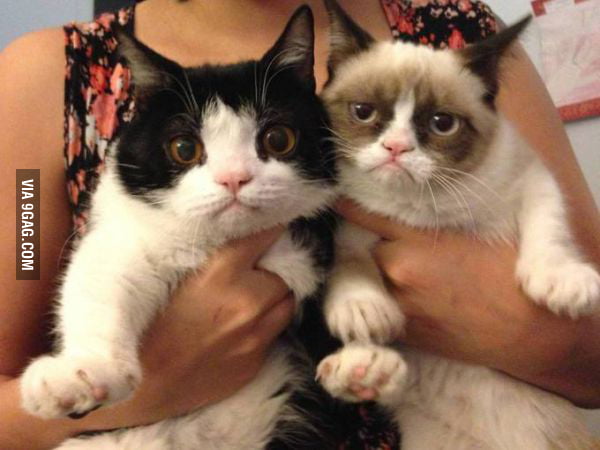 Grumpy cat and his brother - 9GAG