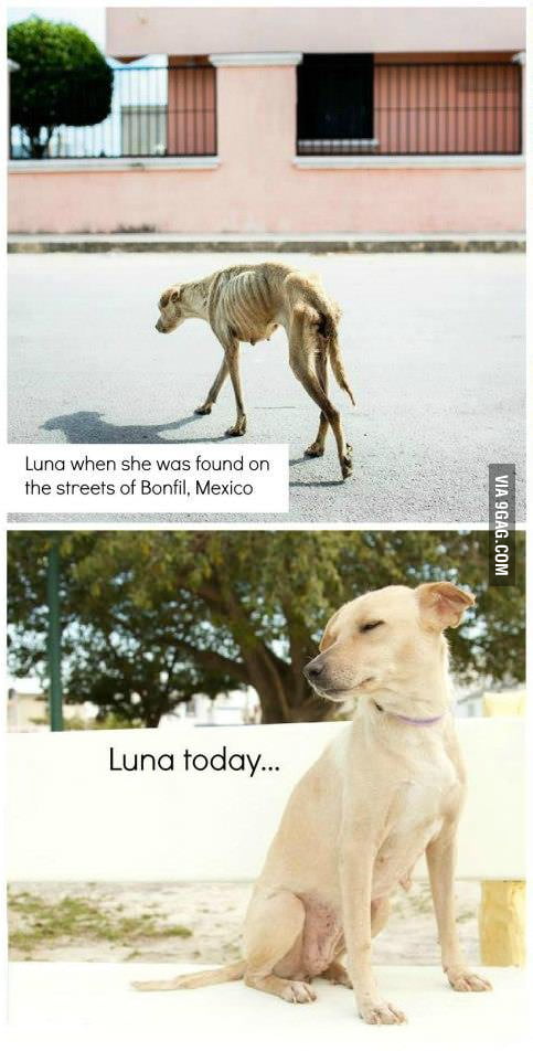 Saving one dog won't change the world, but it will surely change the ...