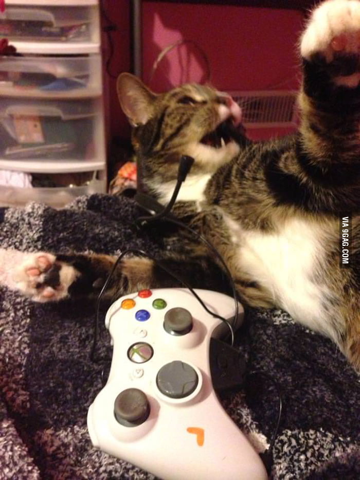 My cat rage quit - 9GAG