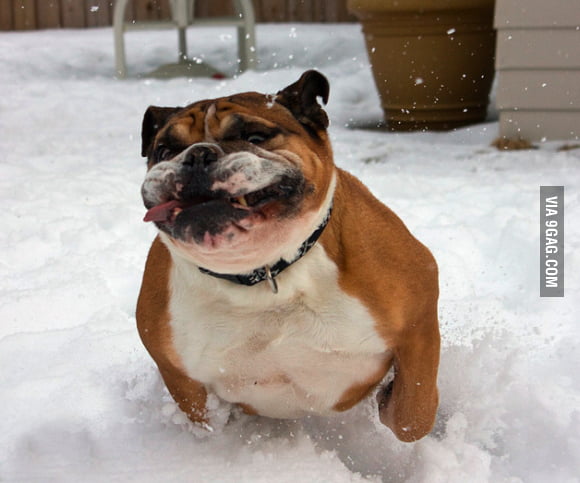 Derpy Bulldog in the Snow!!! - 9GAG