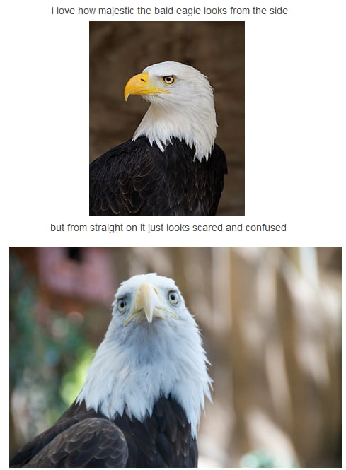Eagles - 9GAG