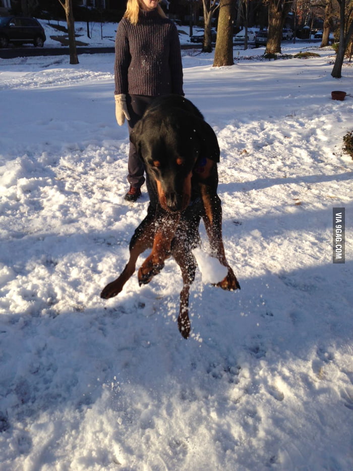 Scary snowball! - 9GAG