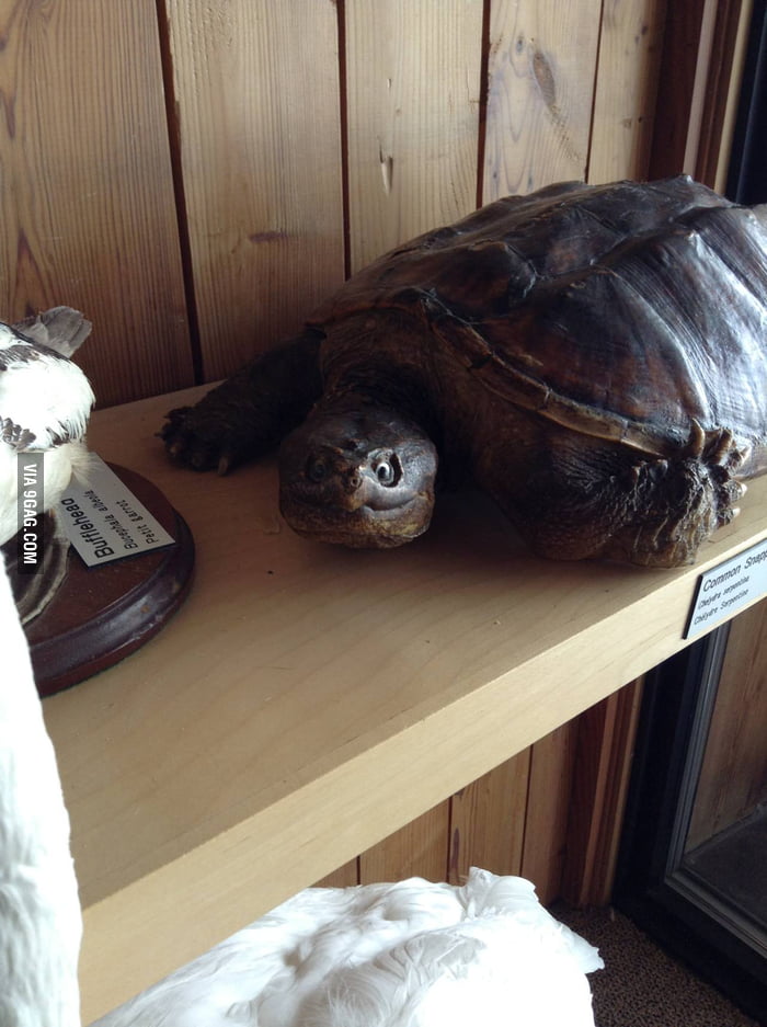 Creepy Turtle - 9GAG