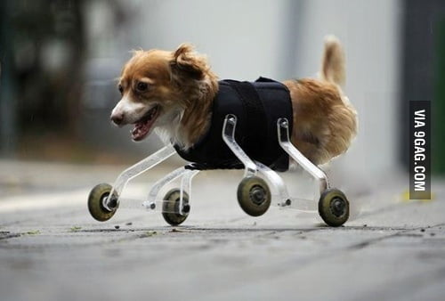 Legless Dog - 9GAG