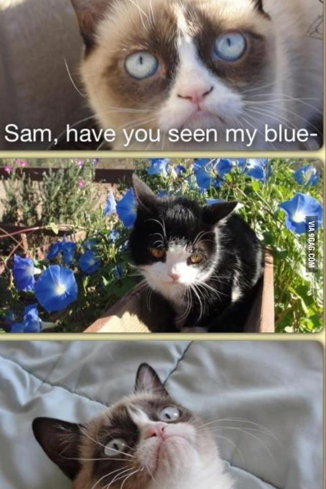 Grumpy cat - 9GAG