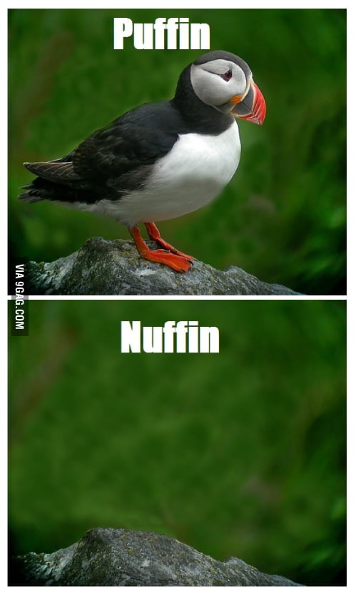 Lol Bird - 9GAG