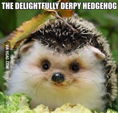 The Delightfully Derpy Hedgehog - 9GAG