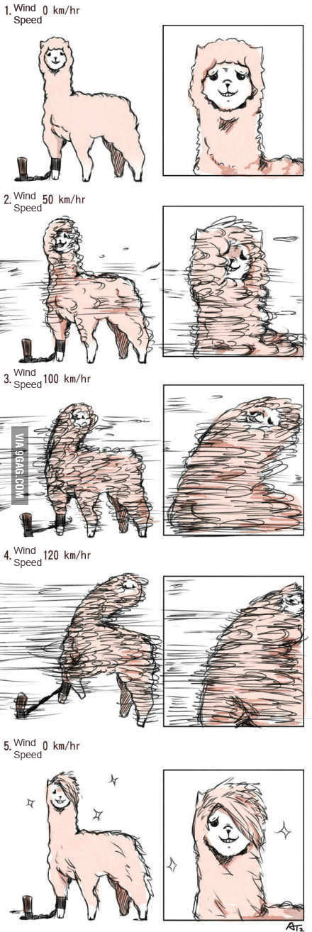 Handsome Llama - 9GAG
